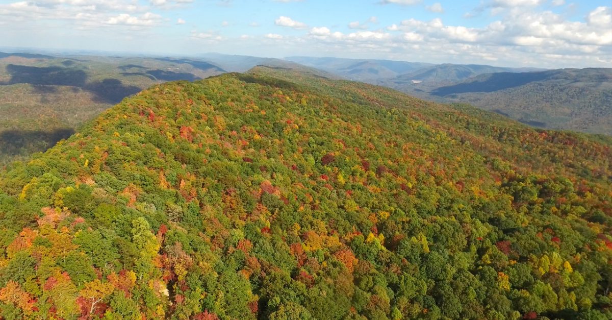 KNLT Establishes the Warbler Ridge Preserve on Pine Mountain – KNLT