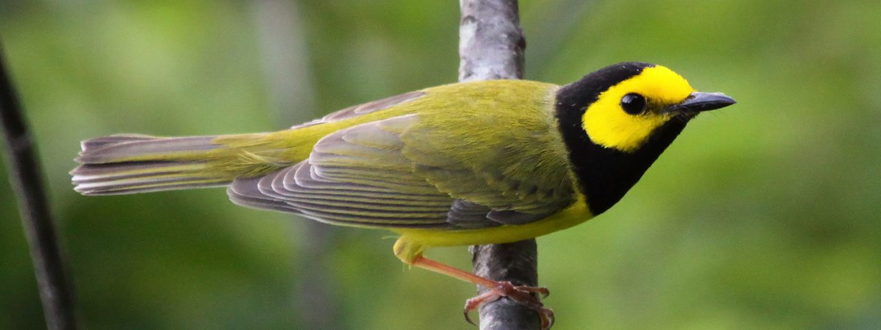 KNLT – Protecting, Connecting & Restoring Wildlands