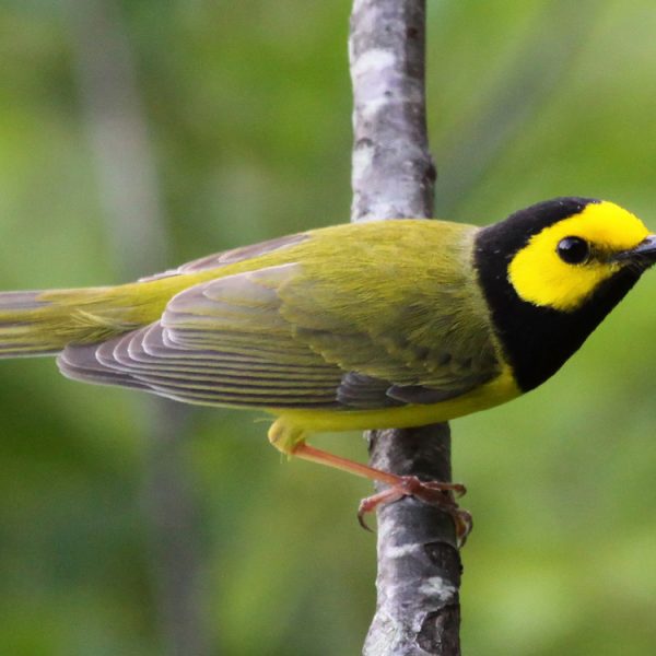 KNLT – Protecting, Connecting & Restoring Wildlands