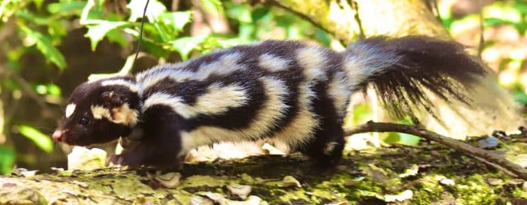 Eastern Spotted Skunk Research - KNLT