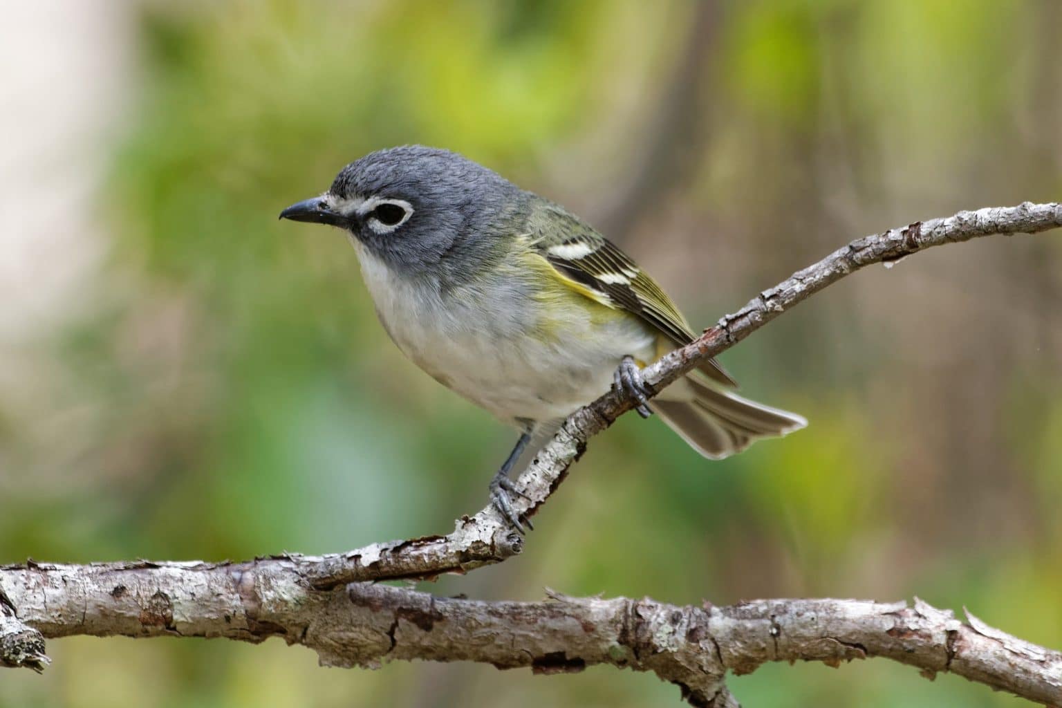 Warbler Ridge Preserve Expands with Cam & Otta Cornett Farm Addition