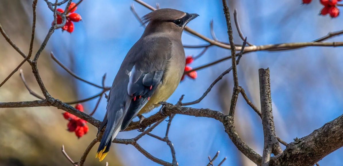 Protect Wildlands With a Donation Today - KNLT