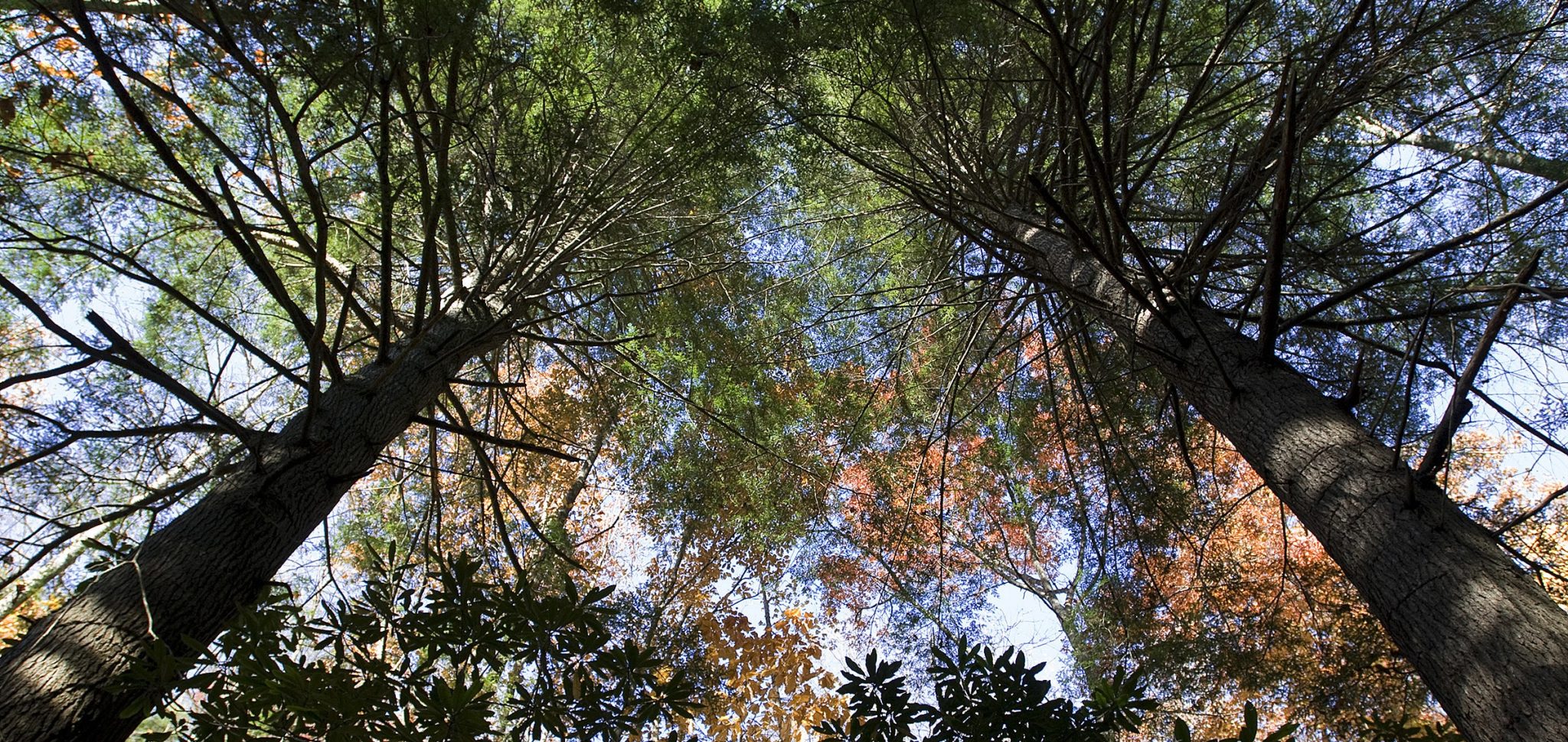 Partnership in Action: Protecting Eastern Hemlocks